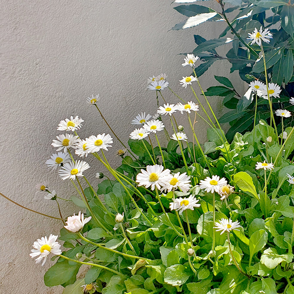 flowers-4 – The Calabrian Dream